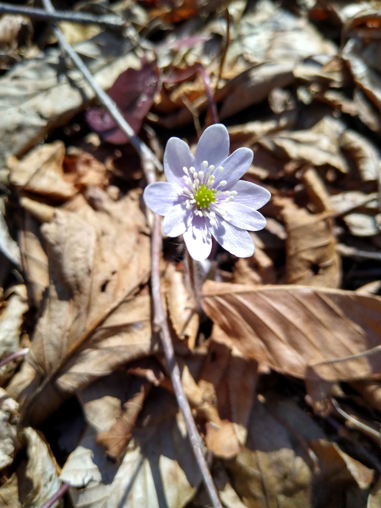A Relaxing Retreat: Lake Paran and the Robert Frost Trail | Adventures ...